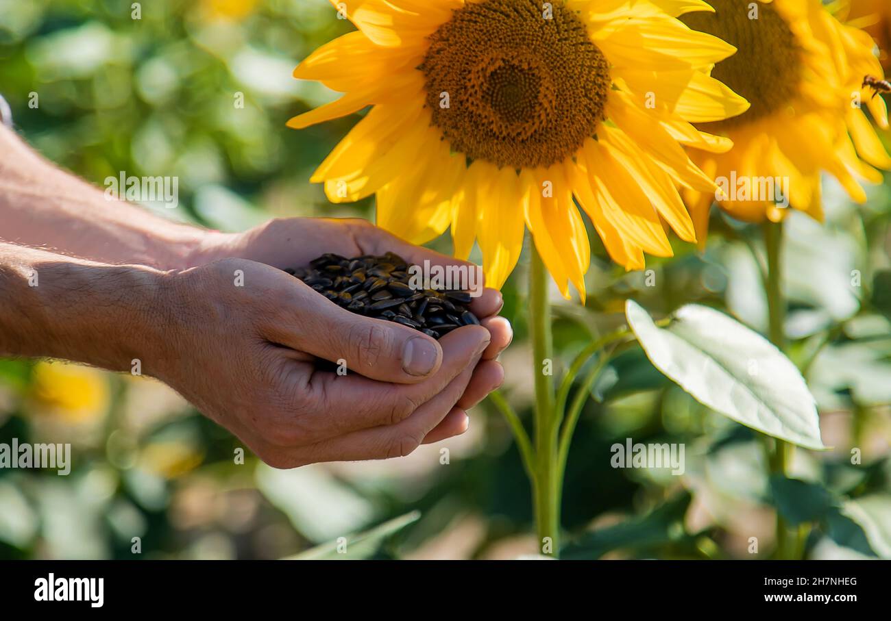 A man farmer holds sunflower seeds in his hands. Selective focus. Kid ...