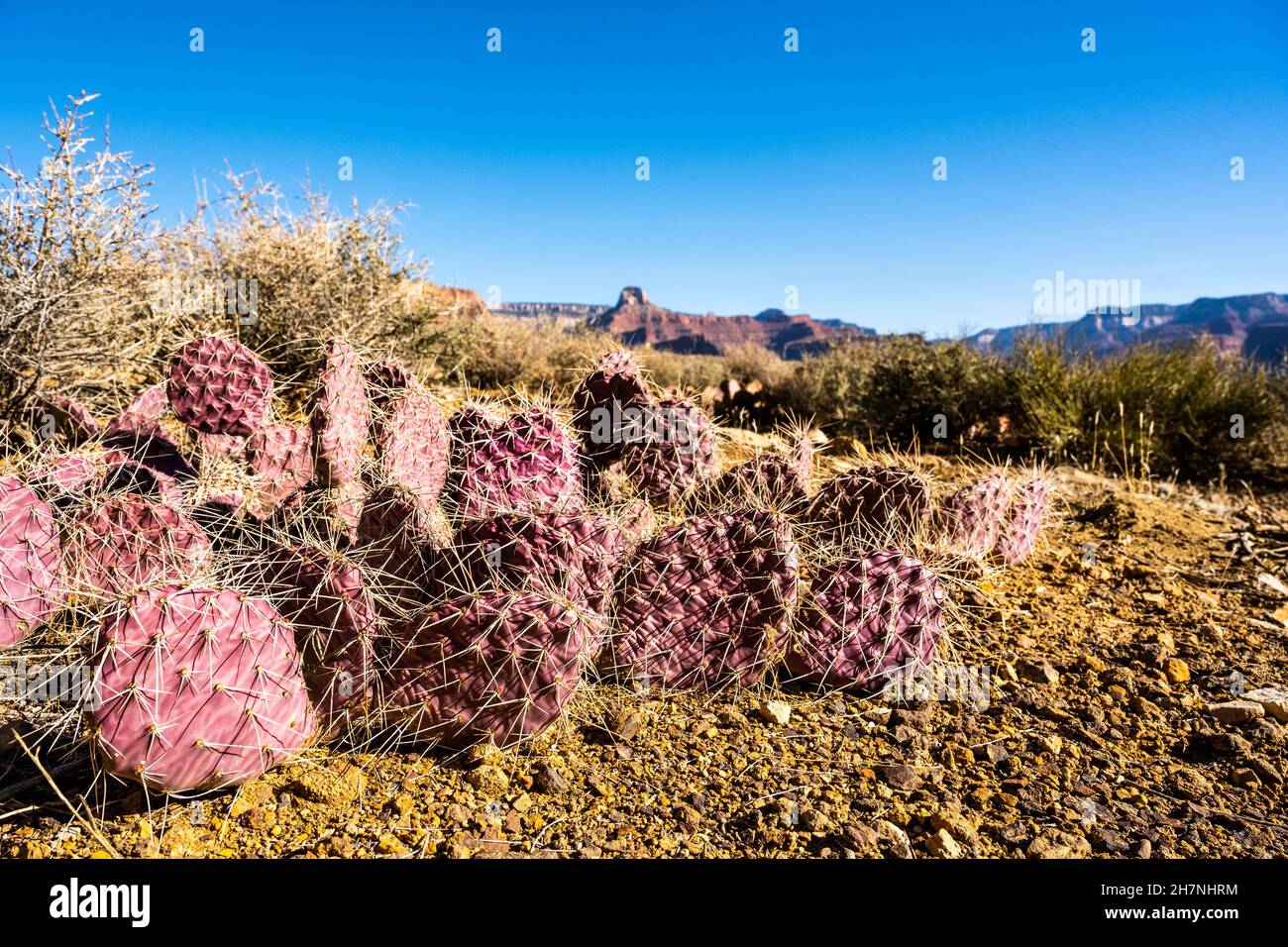 Tonto plateau grand canyon hi-res stock photography and images - Alamy
