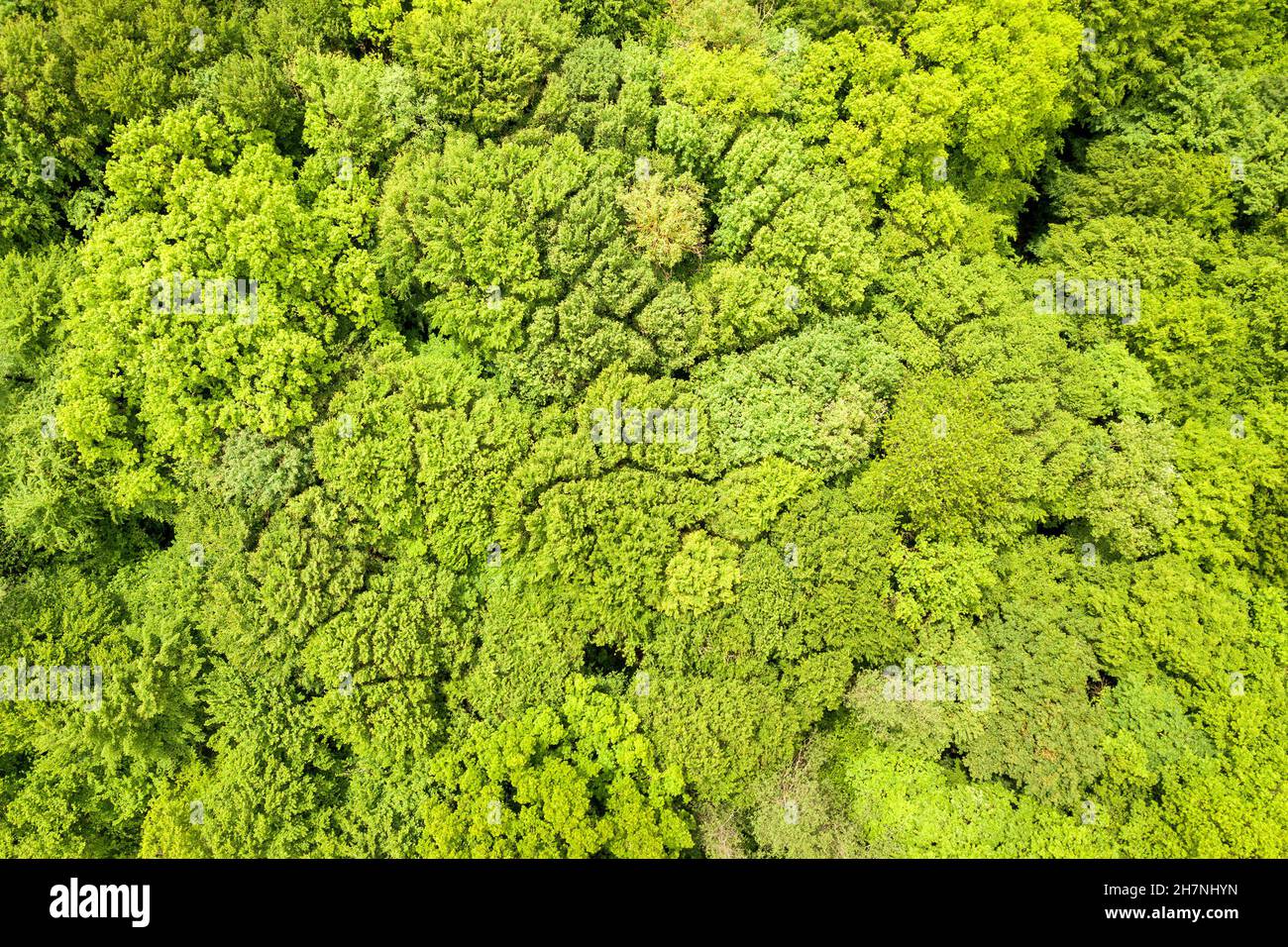 Top down aerial view of green summer forest with canopies of many fresh ...