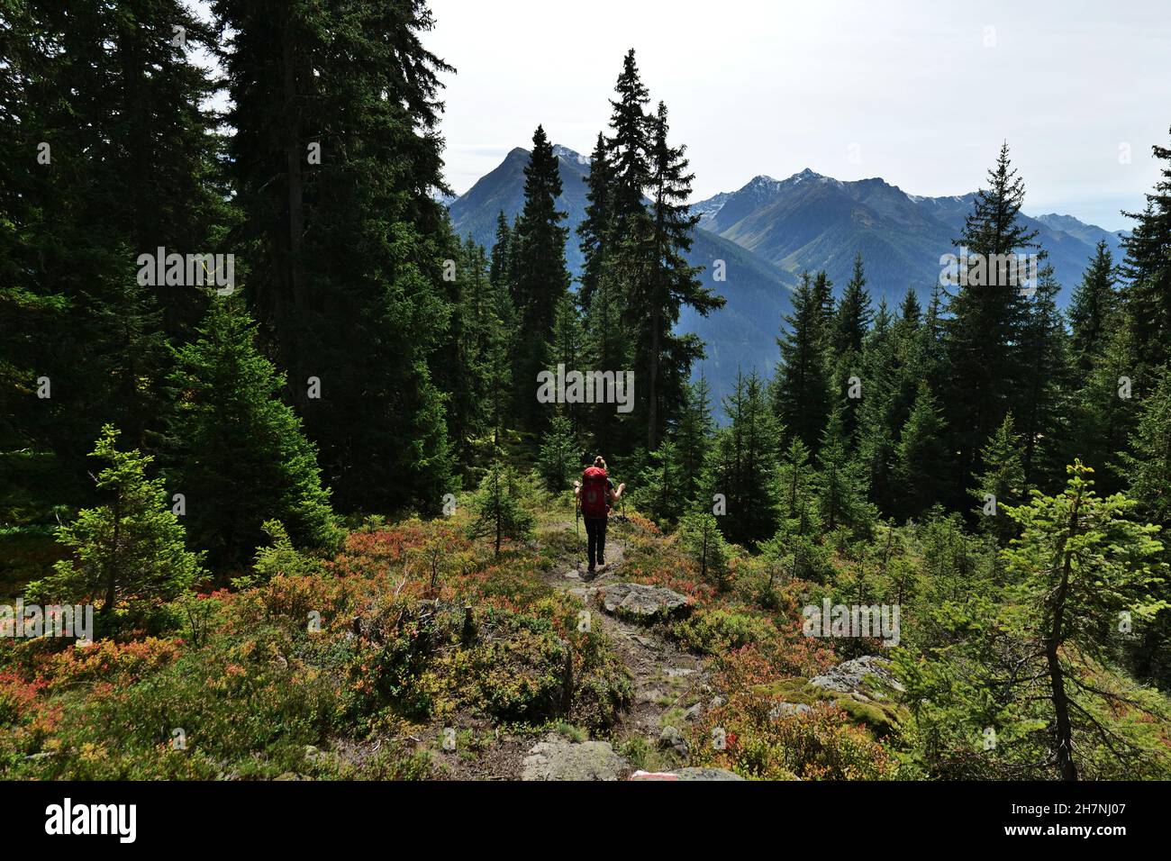 Beautiful view of humans hiking in the forest down from the mountain at ...