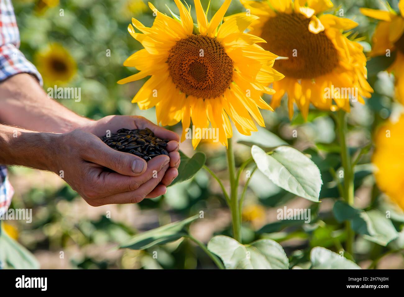 A man farmer holds sunflower seeds in his hands. Selective focus. Kid ...