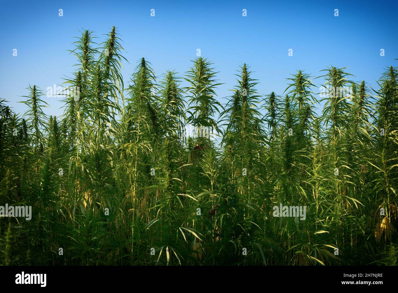 Industrial Hemp stalks on blue sky background Stock Photo - Alamy