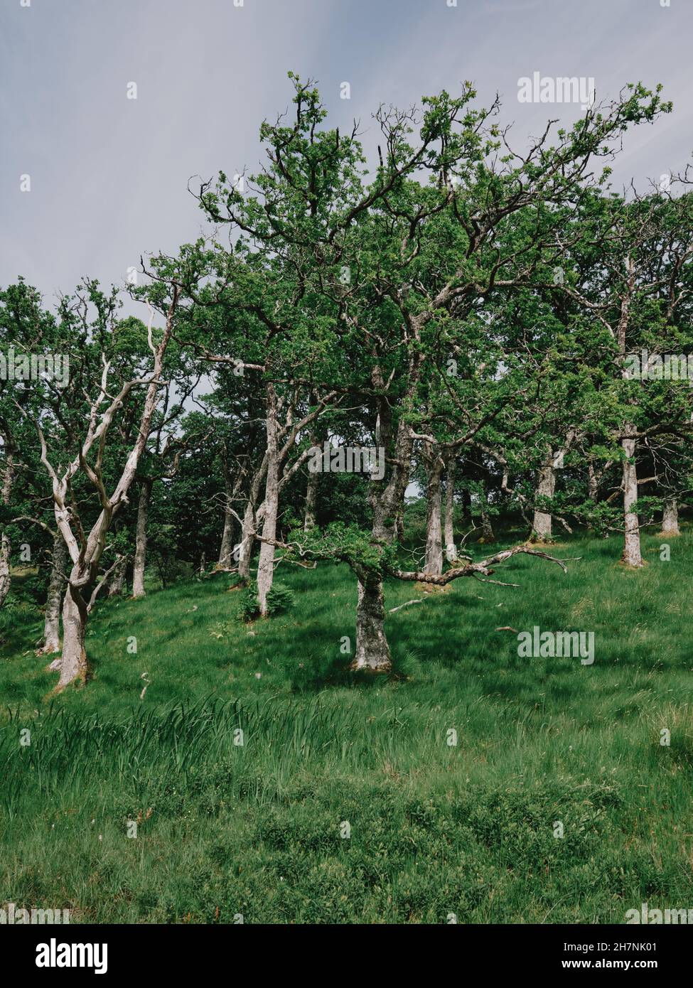 Ancient Oak trees of a typical temperate rainforest in the West ...