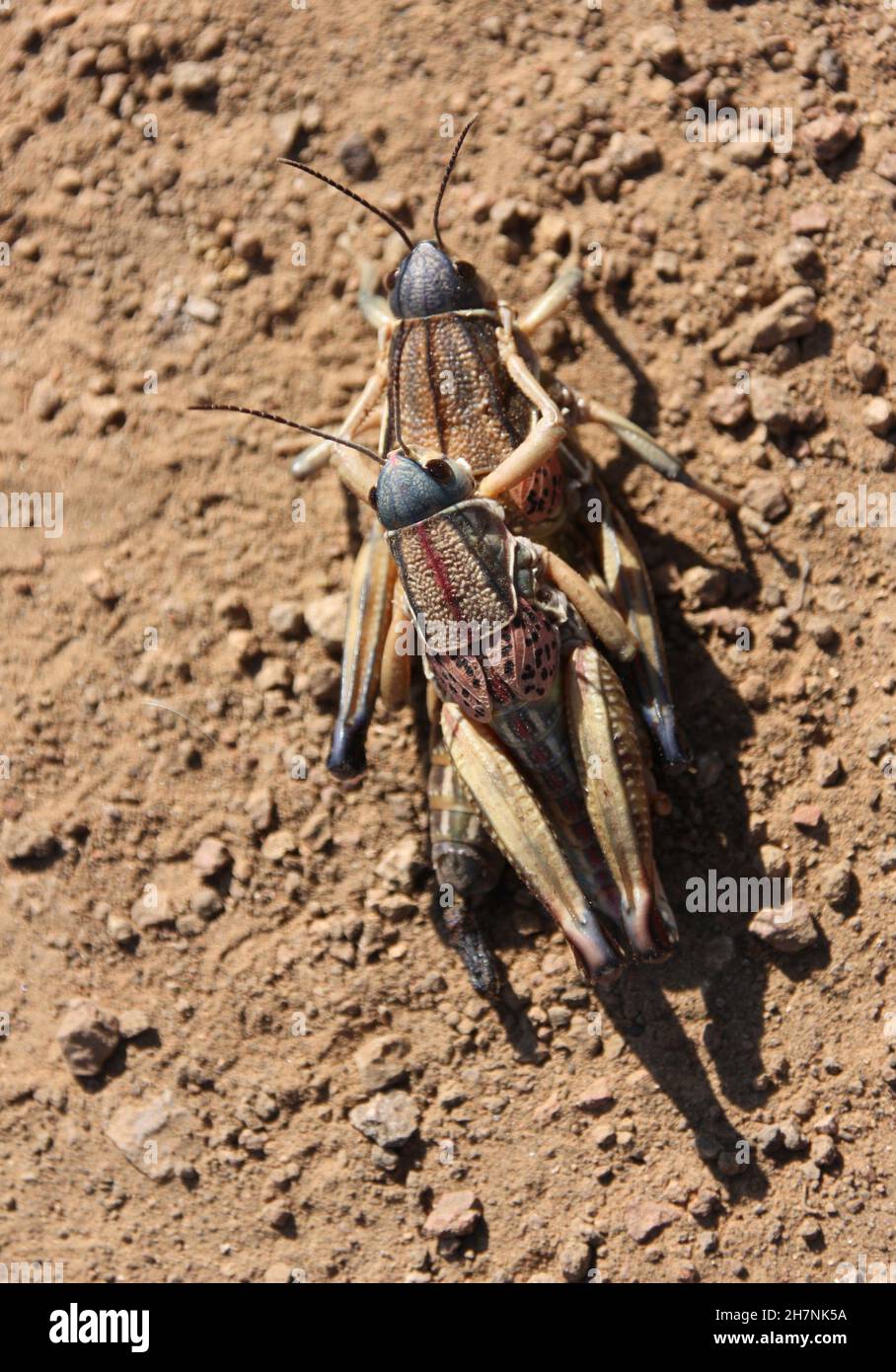 Lubber grasshoppers hi-res stock photography and images - Alamy