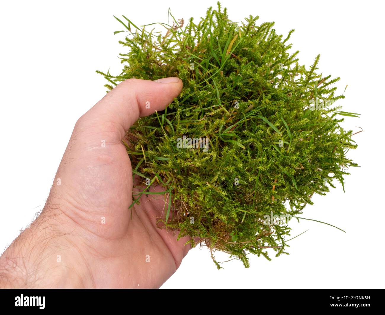 Hand with moss u isolated nature protection Stock Photo - Alamy