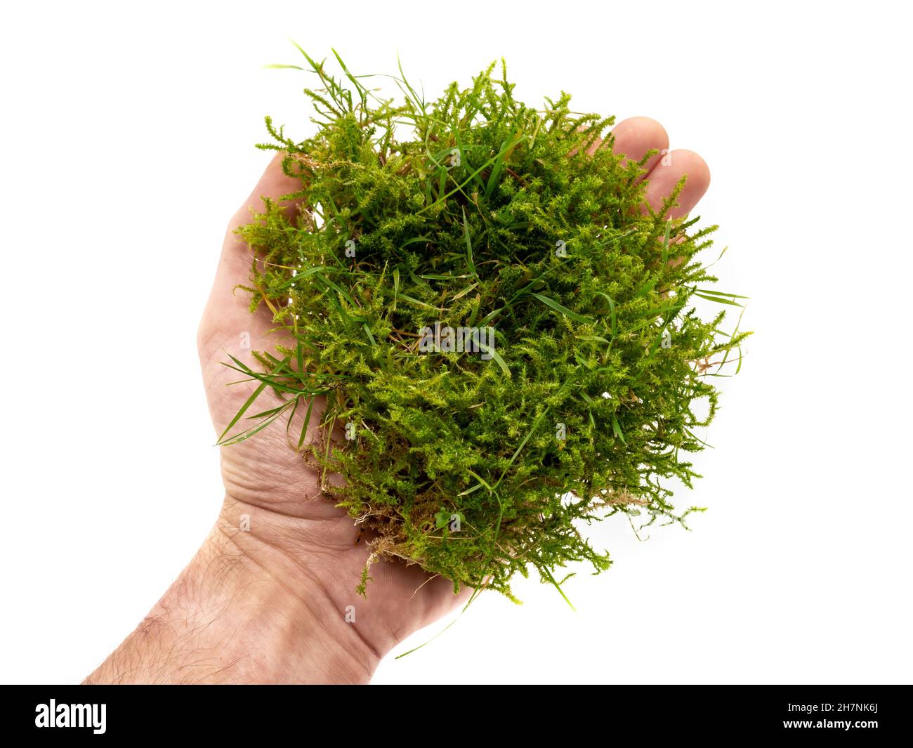 Hand with moss isolated on white background Stock Photo - Alamy