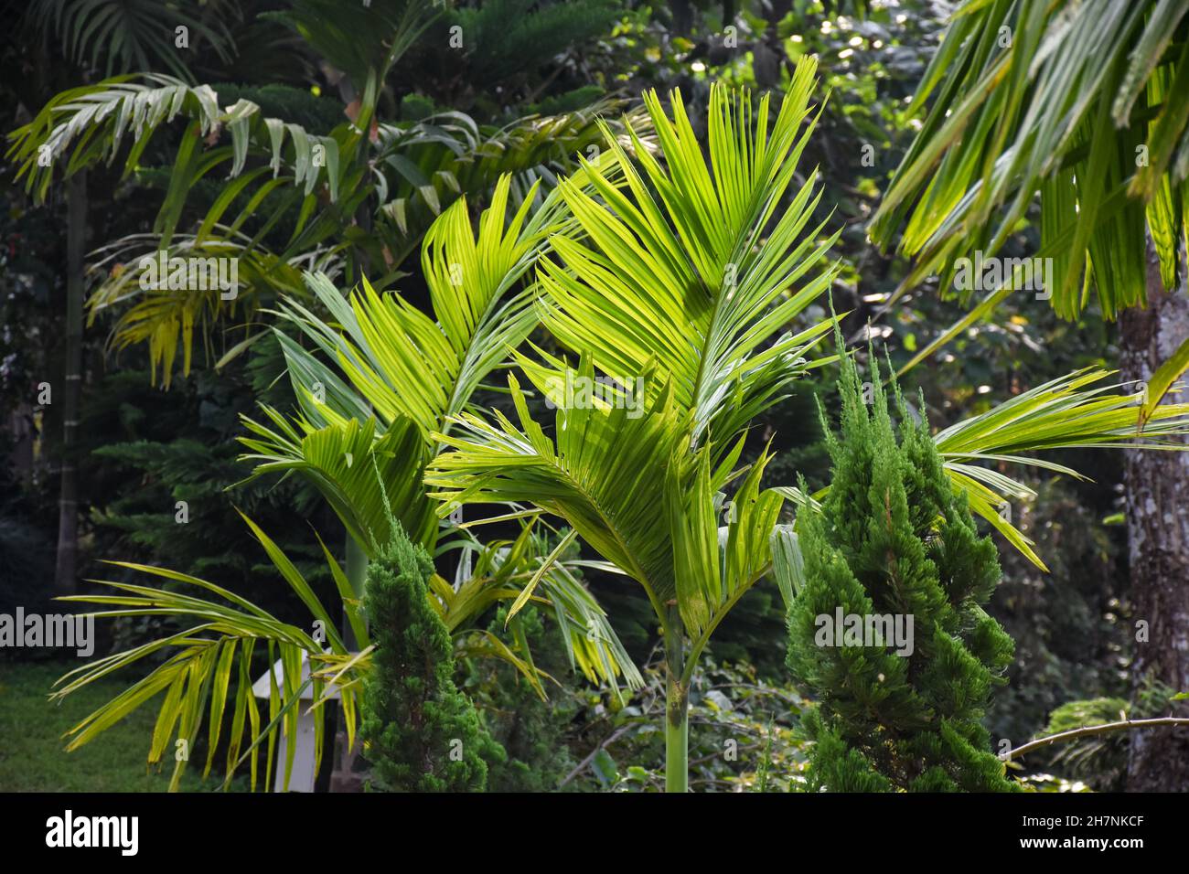 Veitchia merrillii palm commonly known as Christmas Palm Tree Stock ...