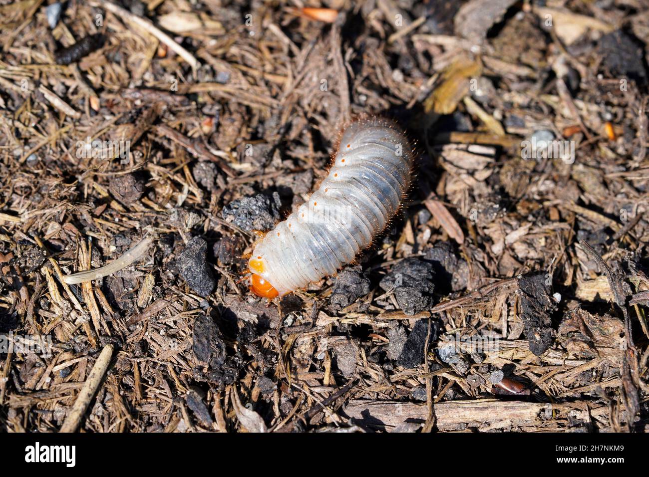 Rose chafer larva. Close up of the insect. Rose chafer grub. Pests in ...