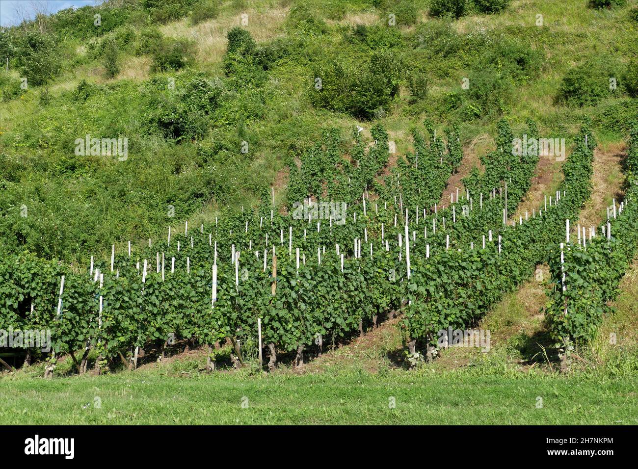 Cooperative vineyard hi-res stock photography and images - Alamy