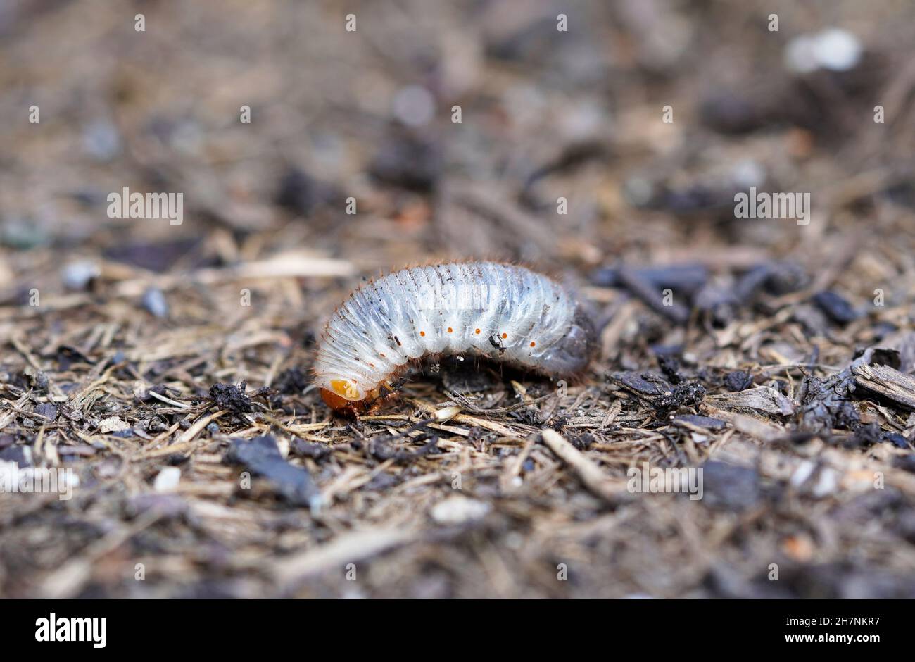 Rose chafer larva. Close up of the insect. Rose chafer grub. Pests in ...