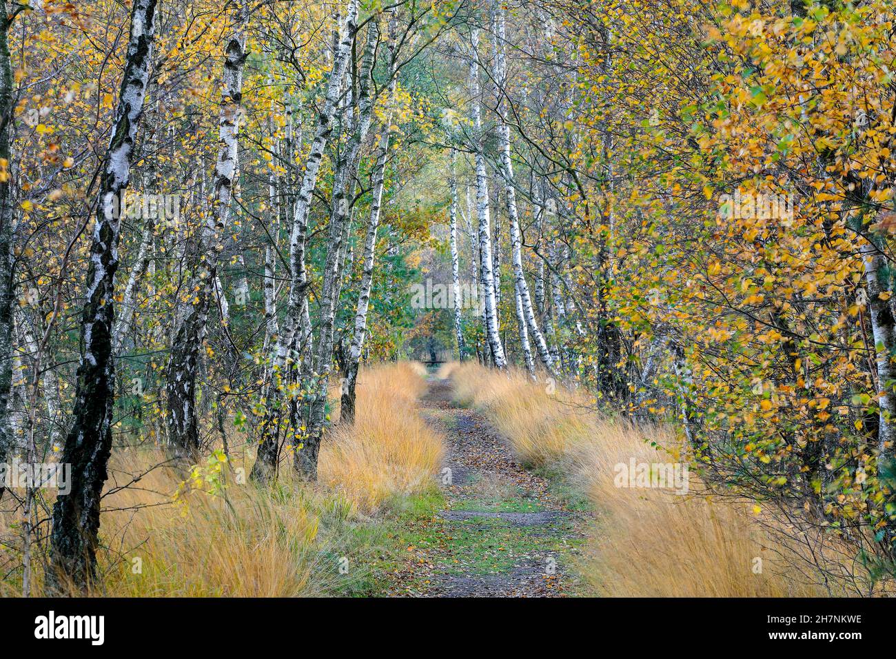Birch avenue hi-res stock photography and images - Alamy