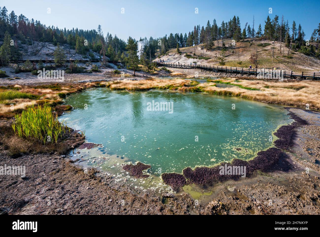 Hot water pool in Mud Volcano thermal area of Yellowstone National Park ...