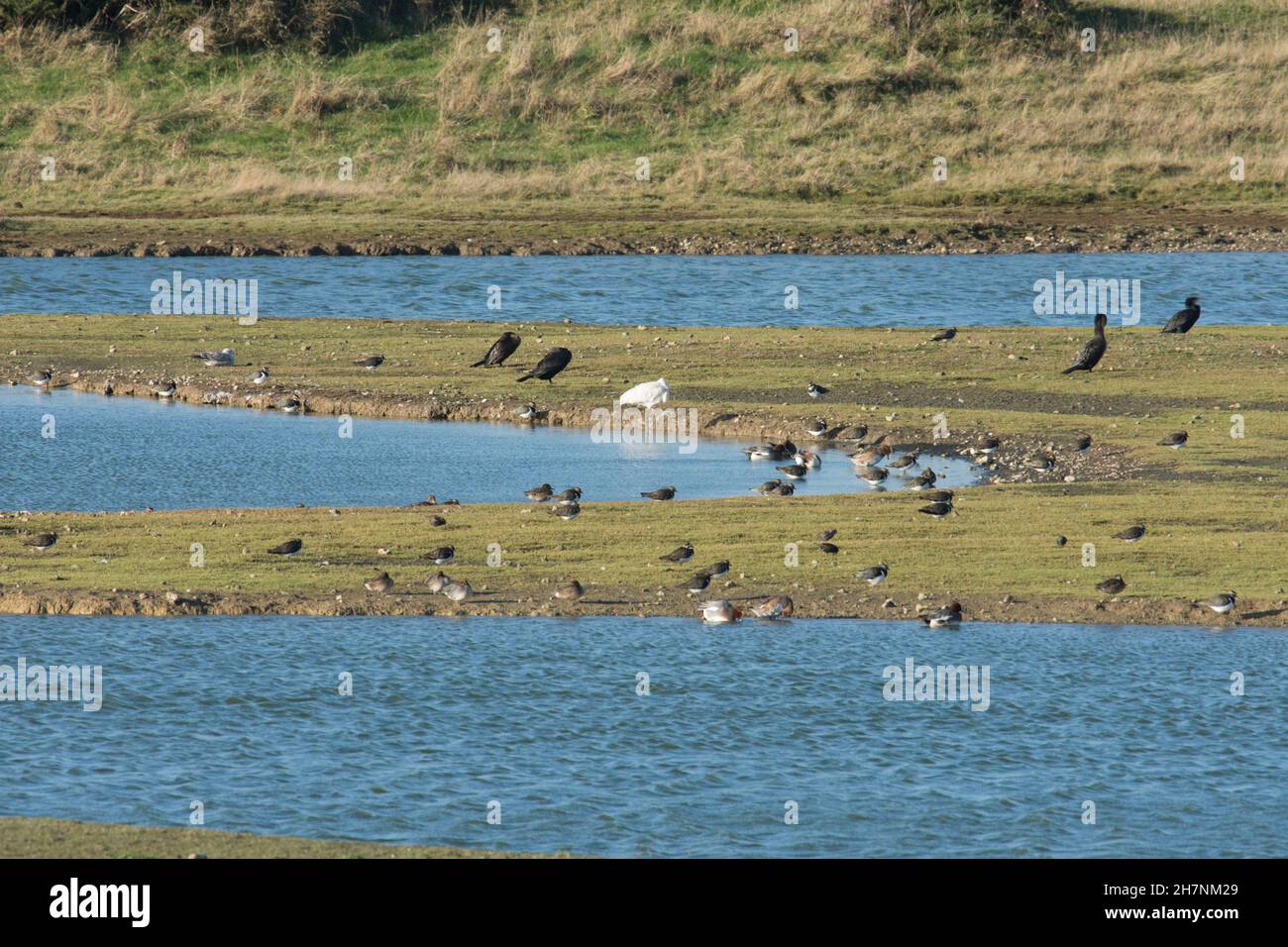 roosting birds on The Stilt Pool, RSPB Medmerry nature reserve, Sussex ...