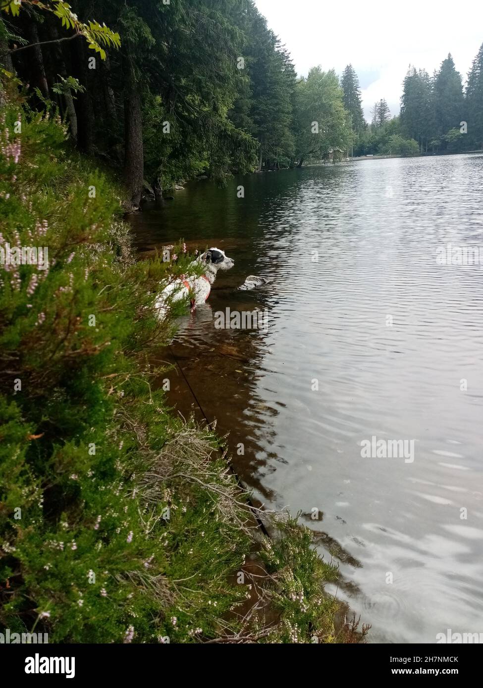 Taking a dip Stock Photo - Alamy
