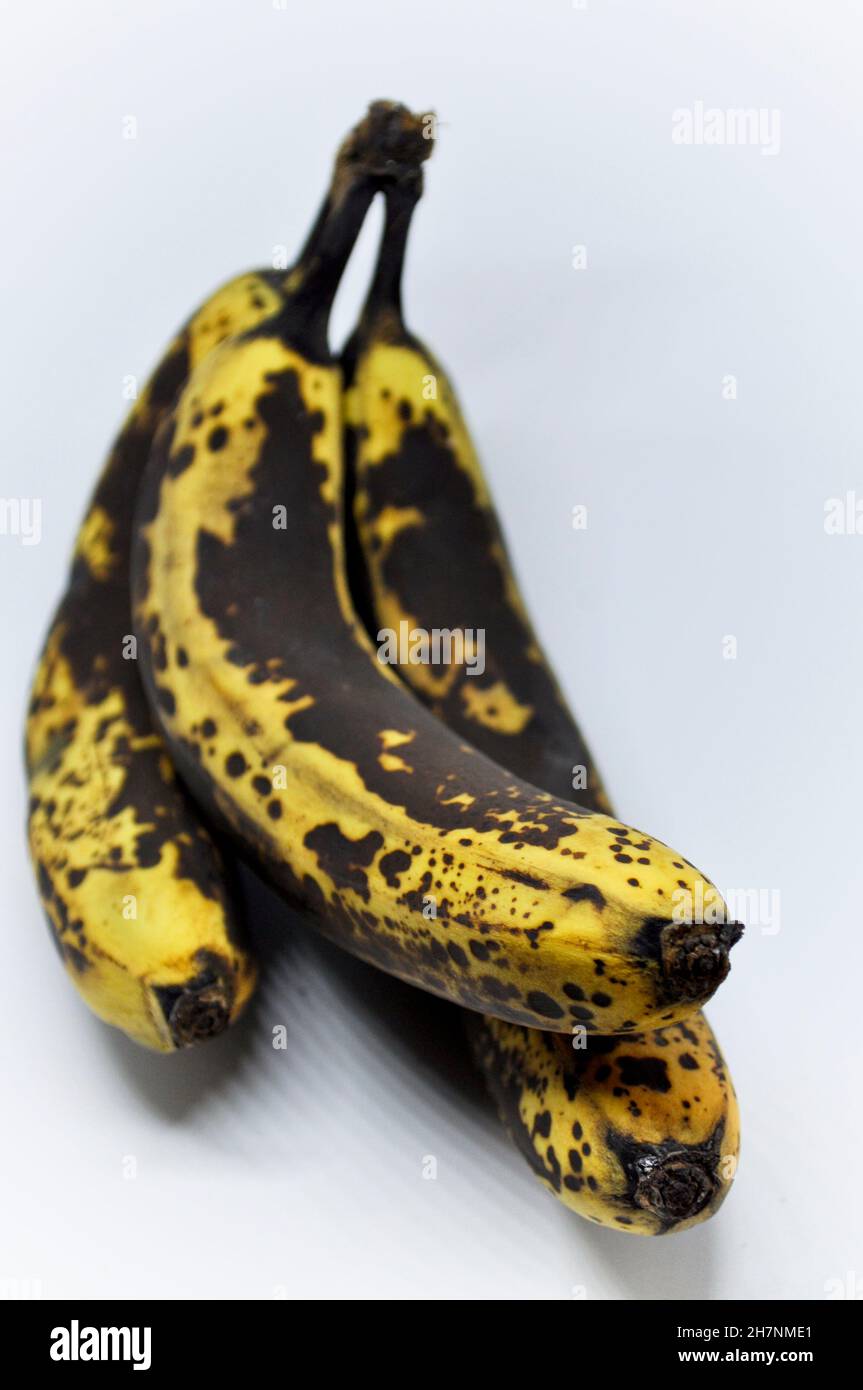 Three over ripe bananas grouped together as a bunch and set against a ...