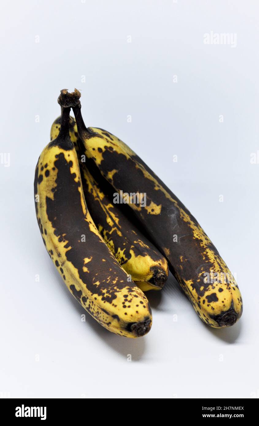 Three over ripe bananas grouped together as a bunch and set against a ...