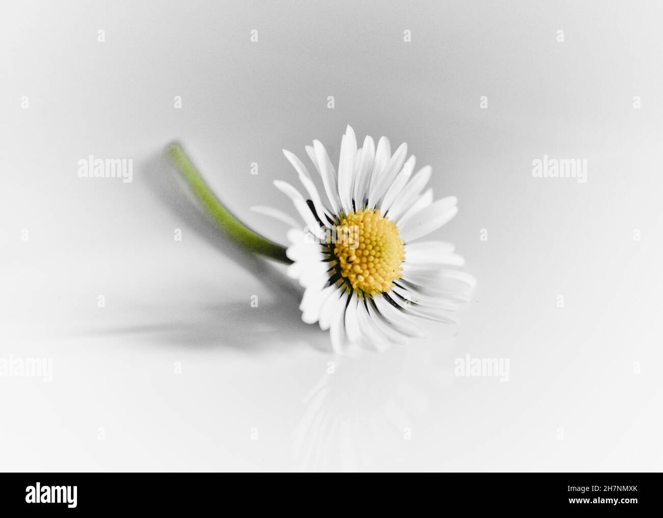 Studio flower portrait hi-res stock photography and images - Alamy