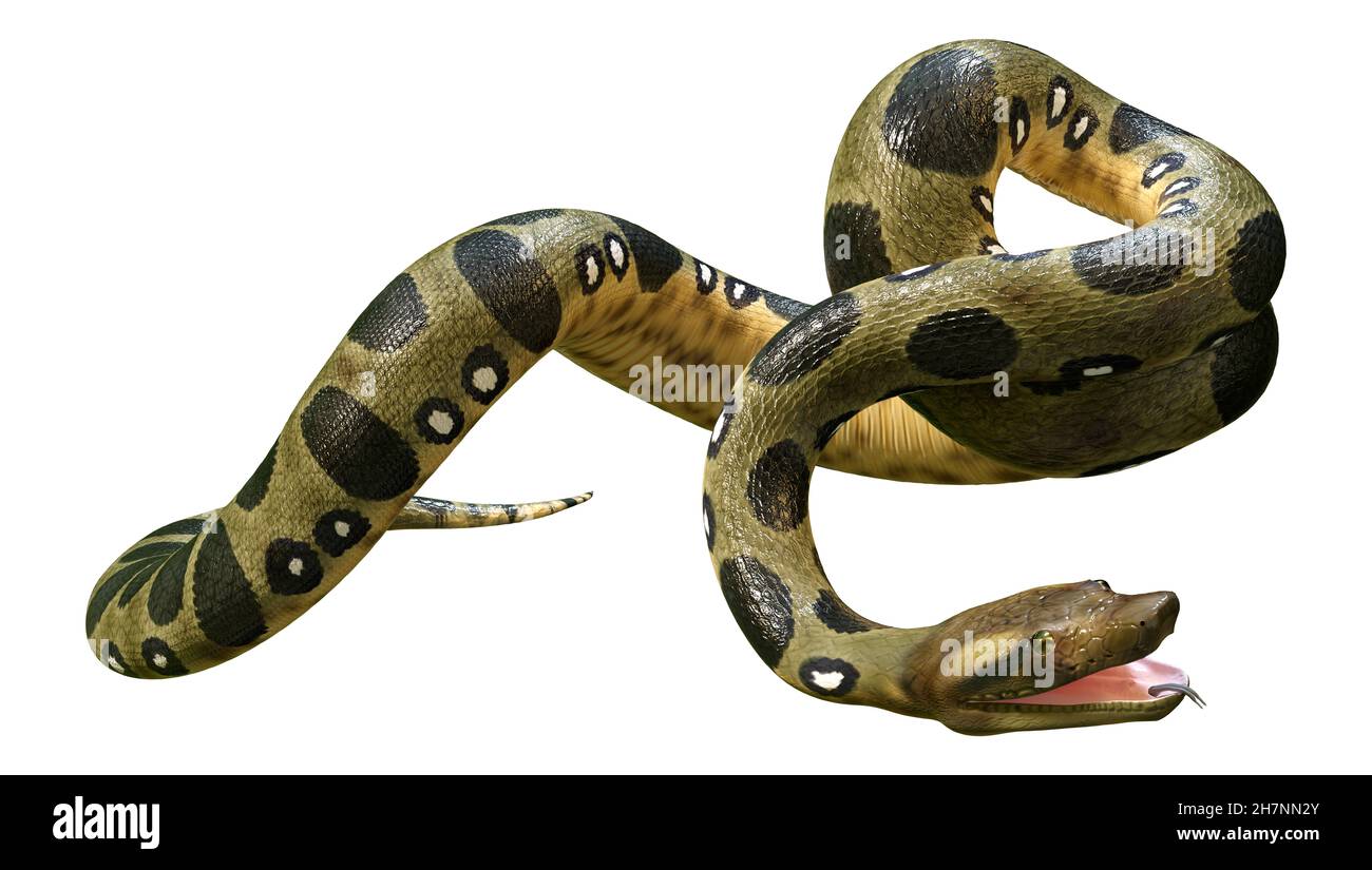 3D rendering of a green anaconda or Eunectes murinus or common anaconda ...