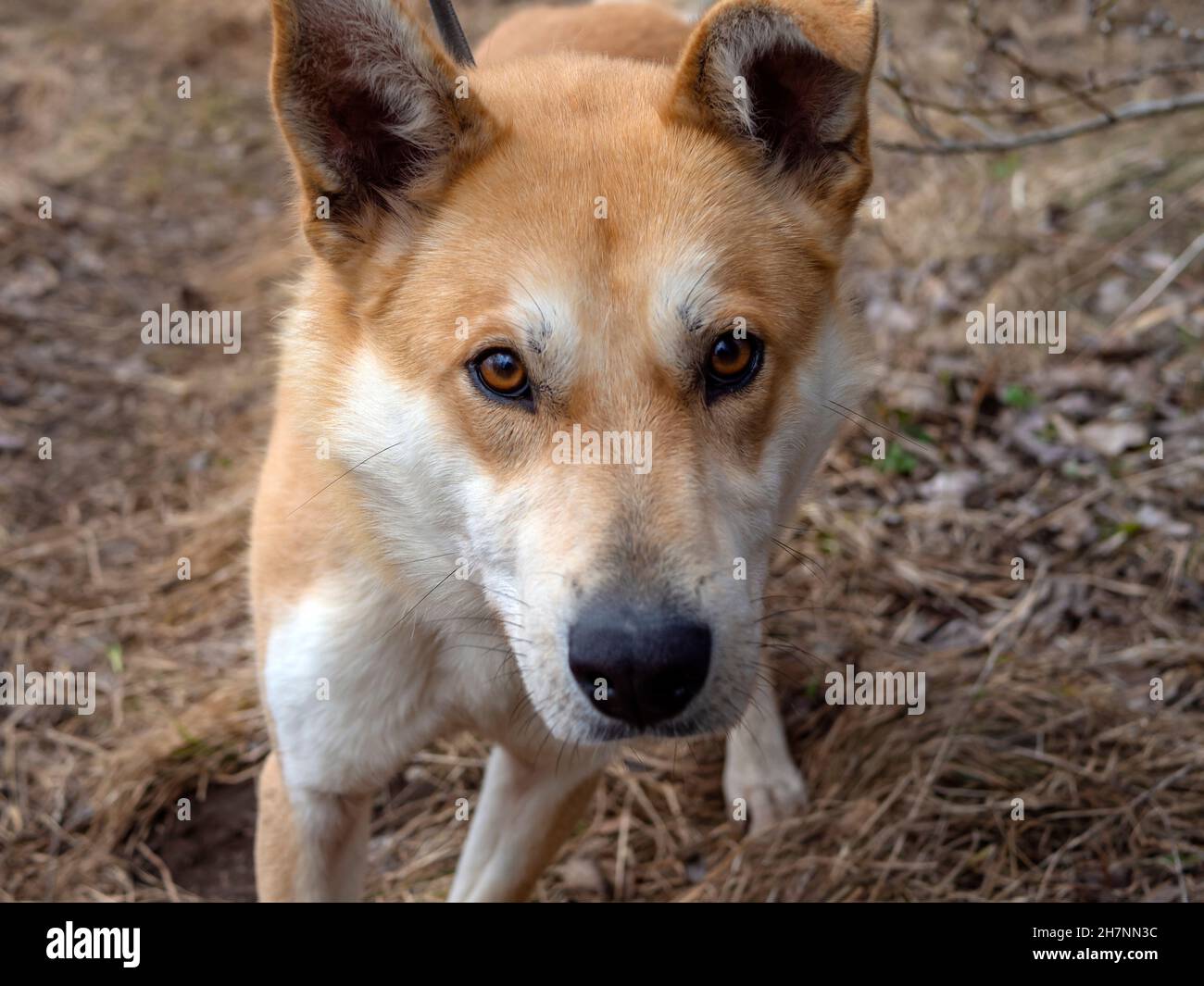 Beautiful ginger dog, close-up portrait of red male walking in a forest ...