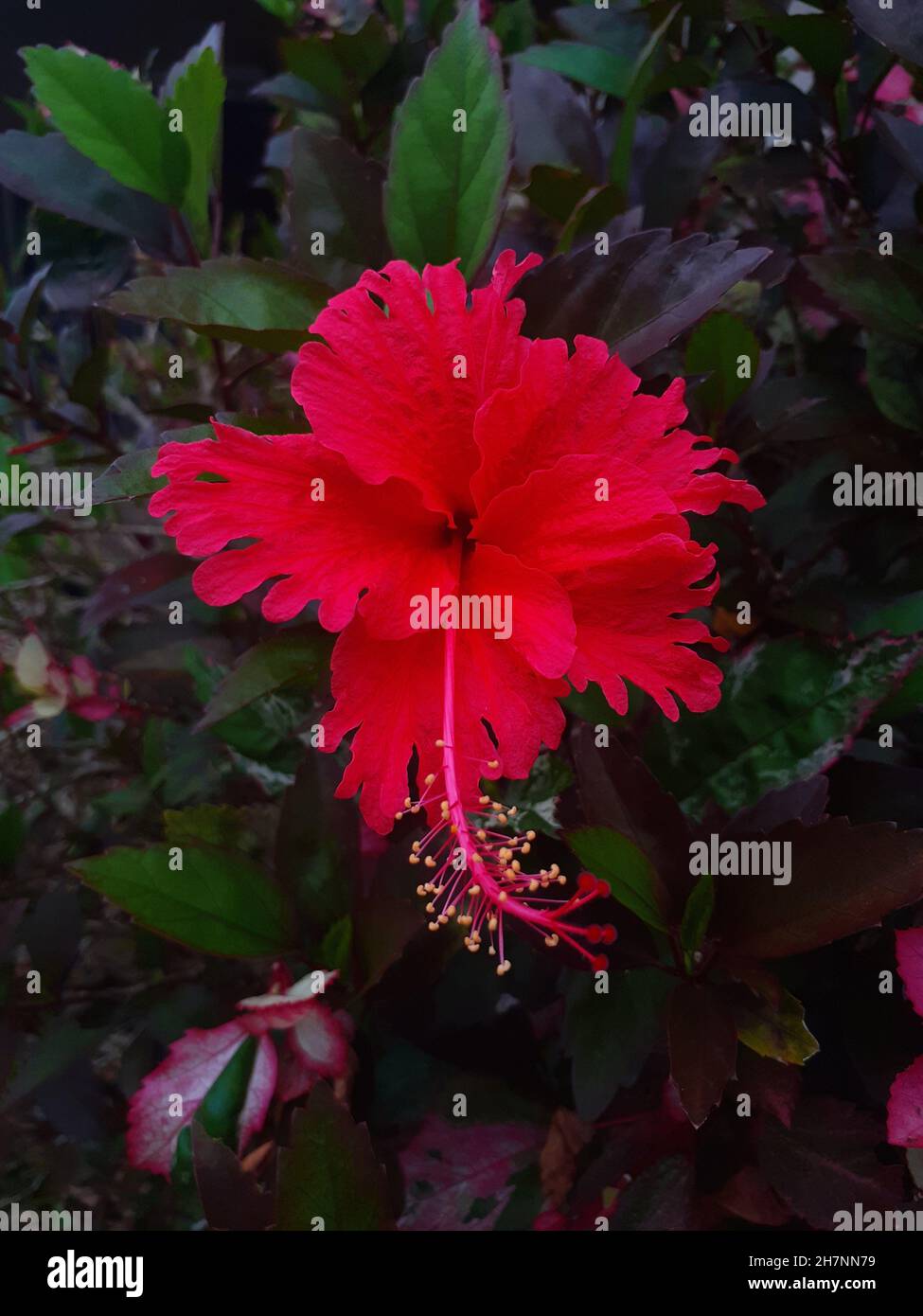 Phylogeny High Resolution Stock Photography and Images - Alamy