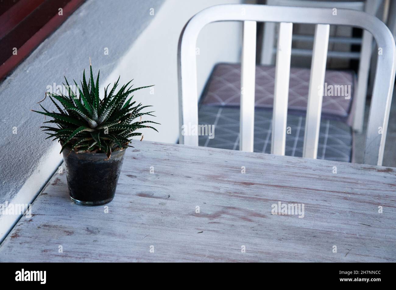 Plant on a chair hi-res stock photography and images - Alamy