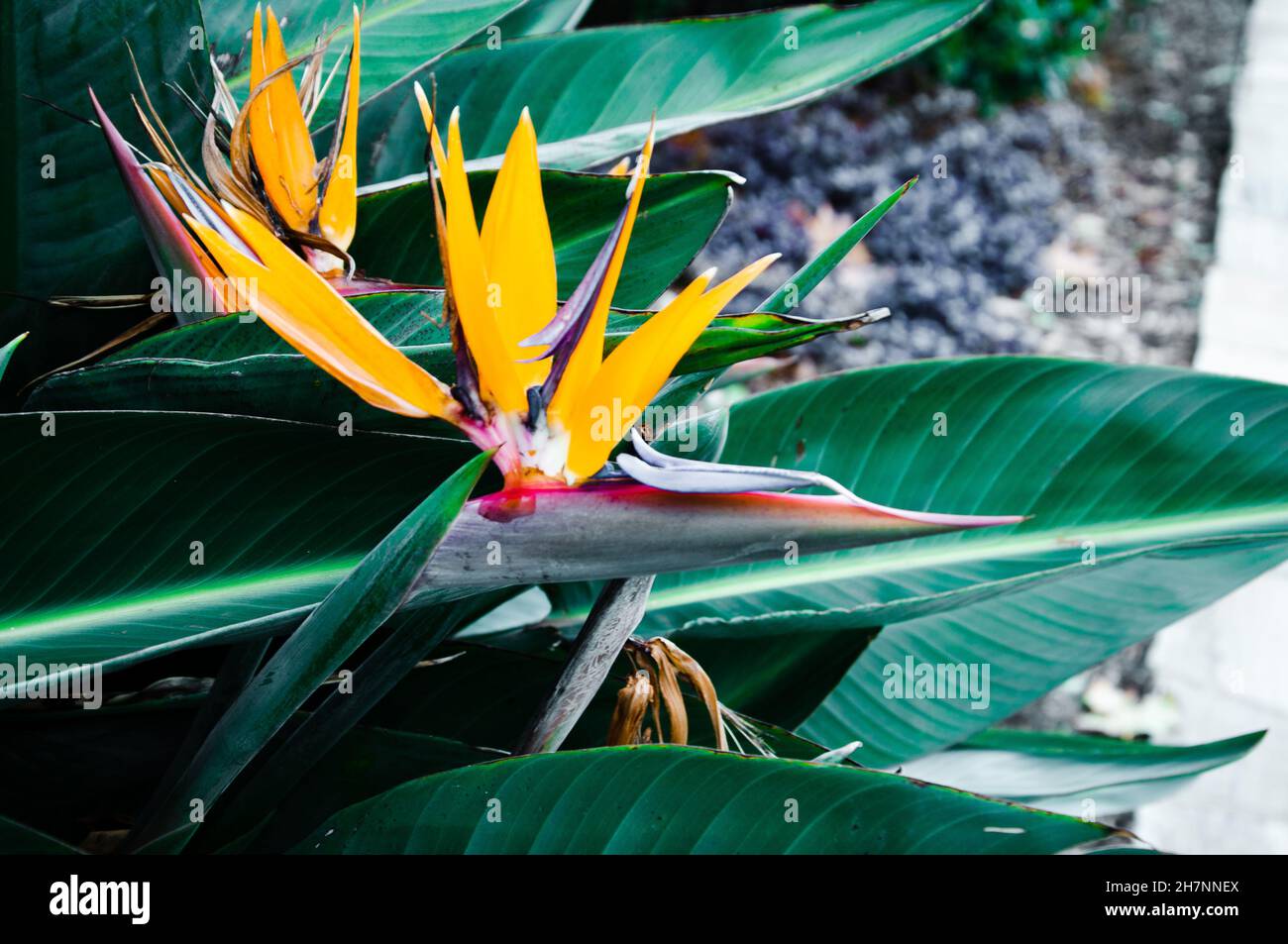 Strelitzia (the bird of paradise flower) in Perth Park. Western ...