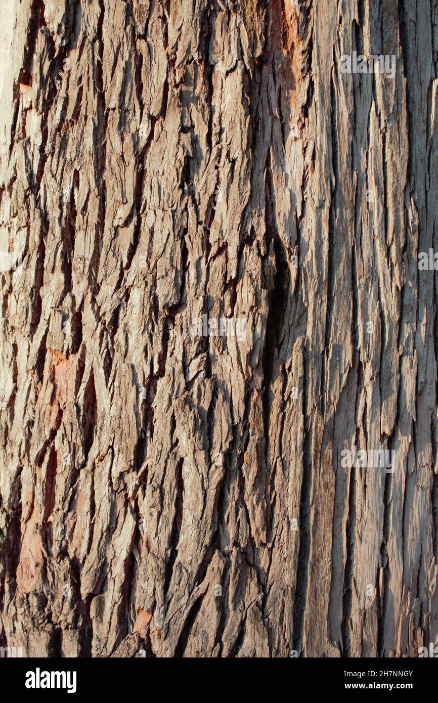 Close-up on the surface of a tree trunk. Tree Bark. Backgrounds and ...