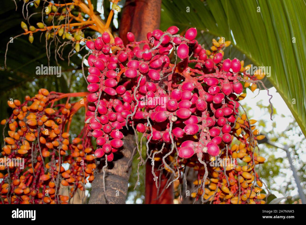 Close-up of some bunches of Areca catechu, blurred leaves. Its chestnut ...
