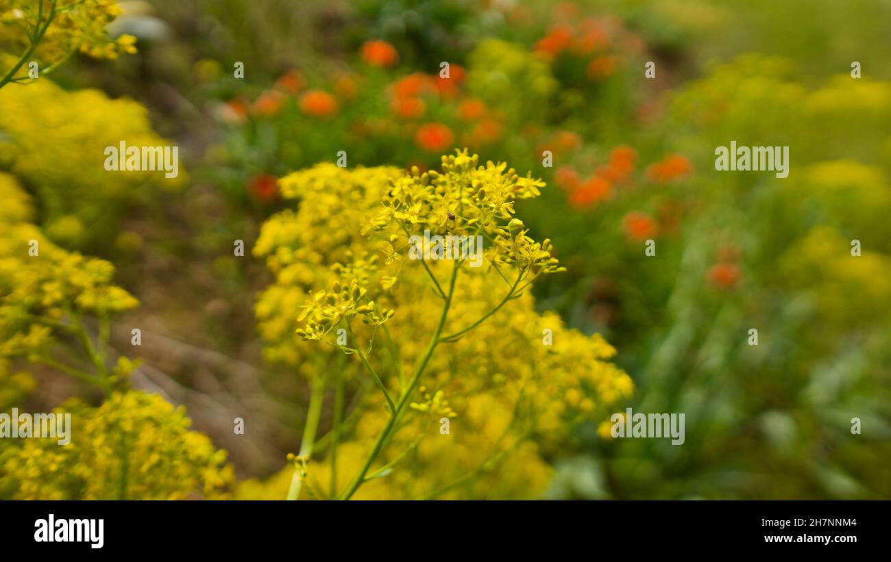 Colorful wild flowers. Green lawns and various kinds of wild flowers ...