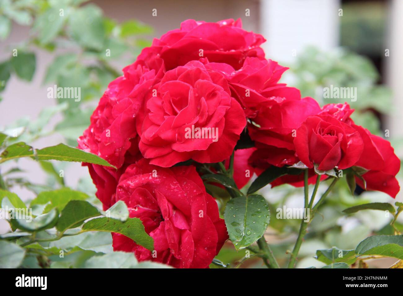 Beautiful Roses And Their Shapes High Resolution Stock Photography and ...