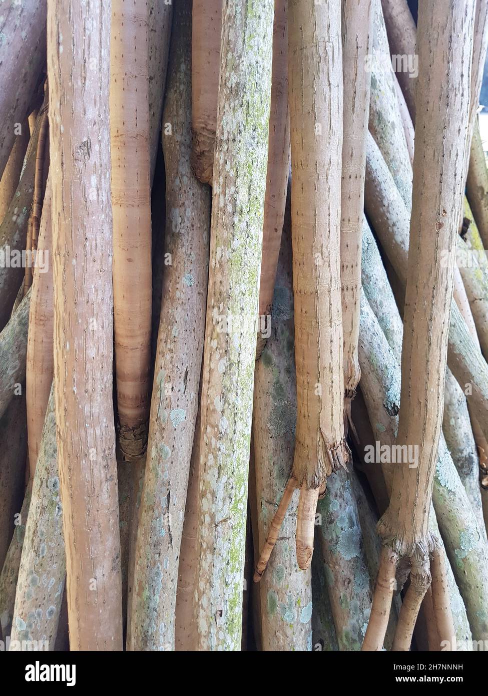 Strange plant structure hi-res stock photography and images - Alamy