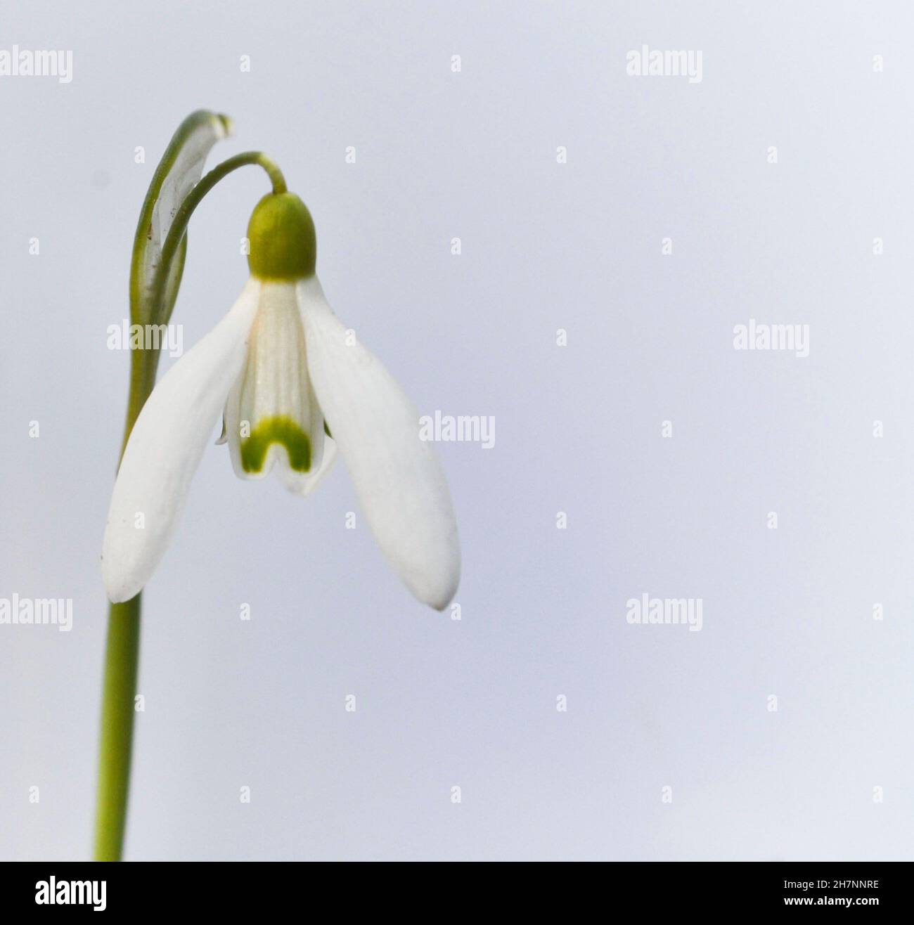 Detail marking single one flower hi-res stock photography and images ...