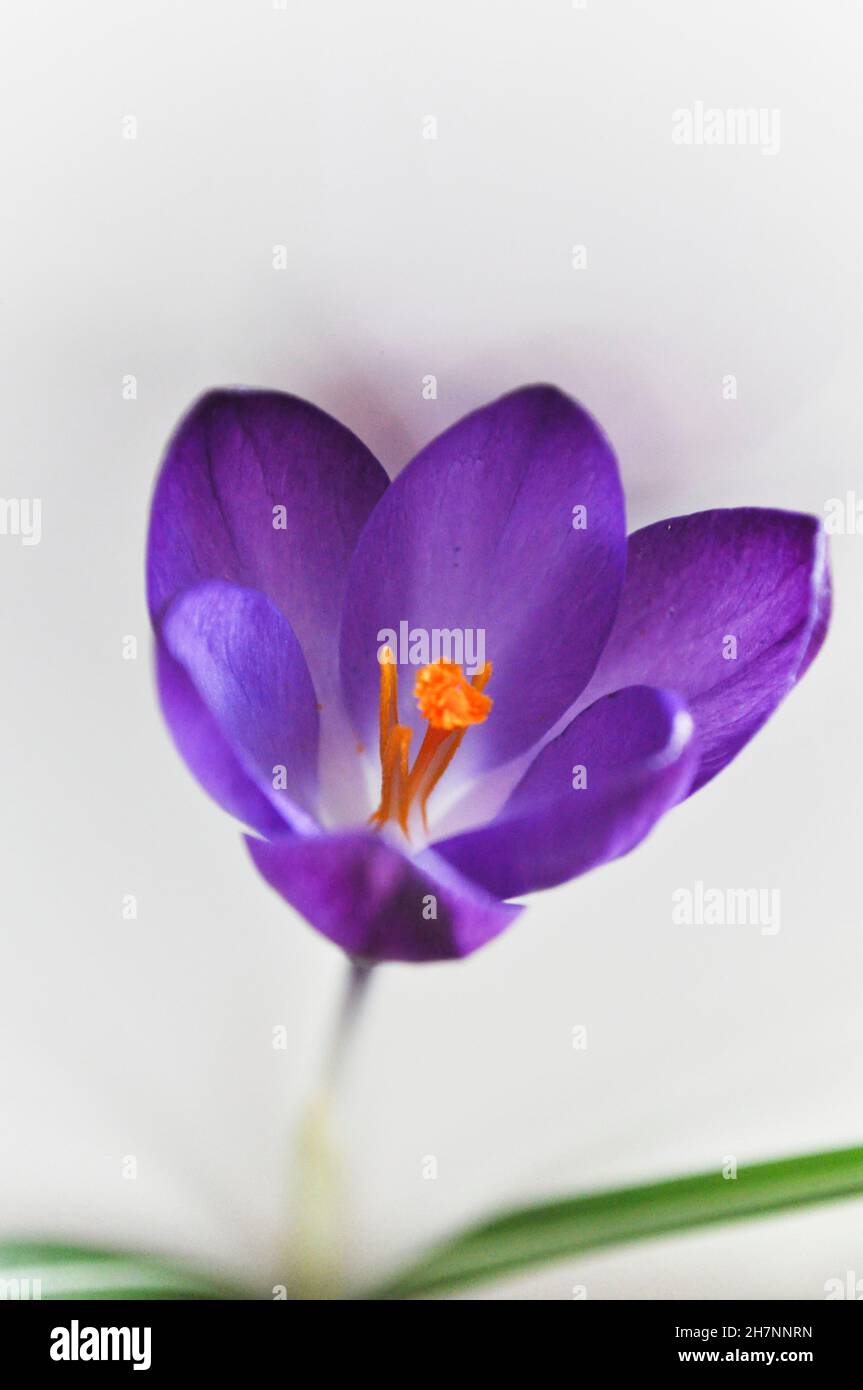 Purple spring crocus flower set against a white background as a studio ...