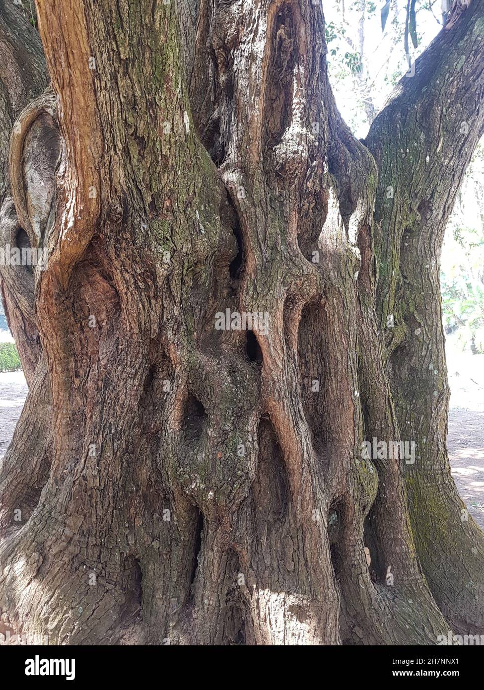 tree trunk closeup, isolated, detailed wood texture Stock Photo - Alamy