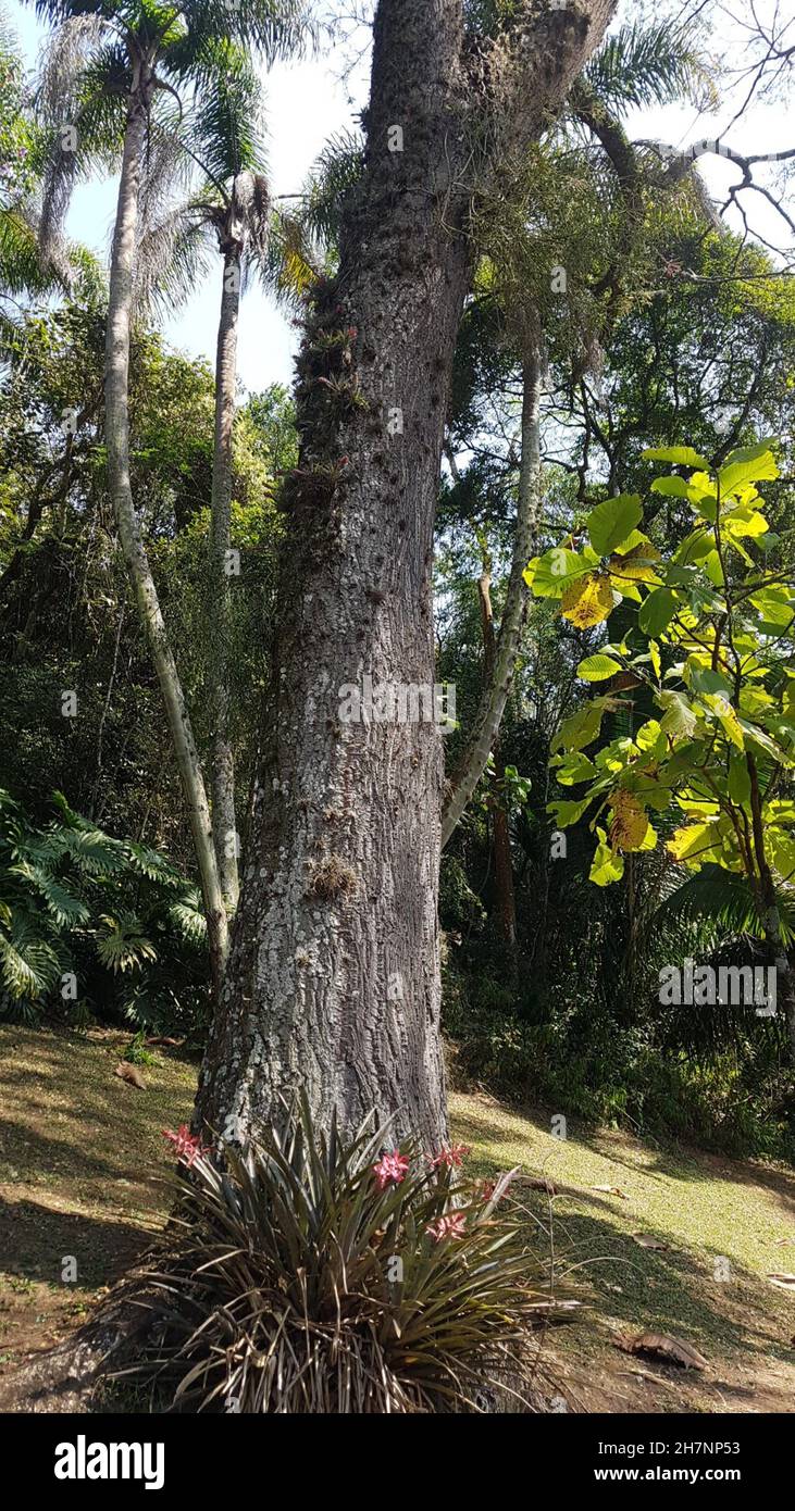 Pink Jequitibá, a native tree of the Atlantic Forest, in the Botanical ...