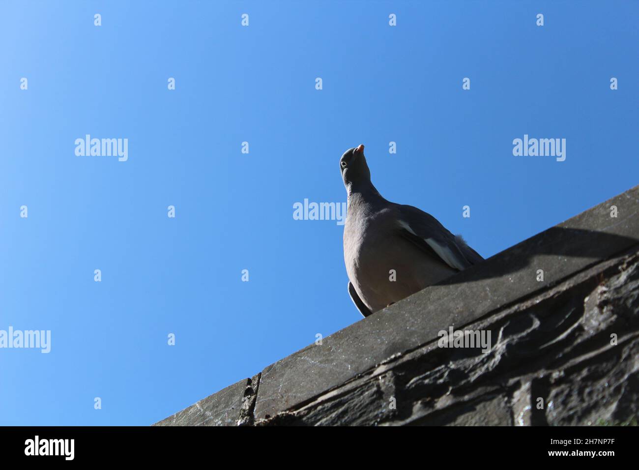 Curious pigeon on a wall in summer - Peebles, Scotland. Urban pigeon ...