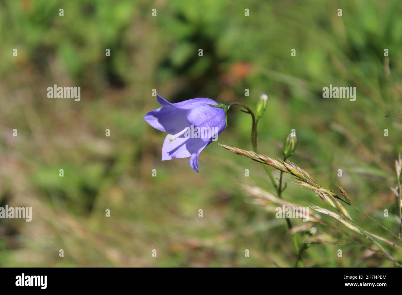 Single purple flower in bloom against grassy backdrop Stock Photo - Alamy