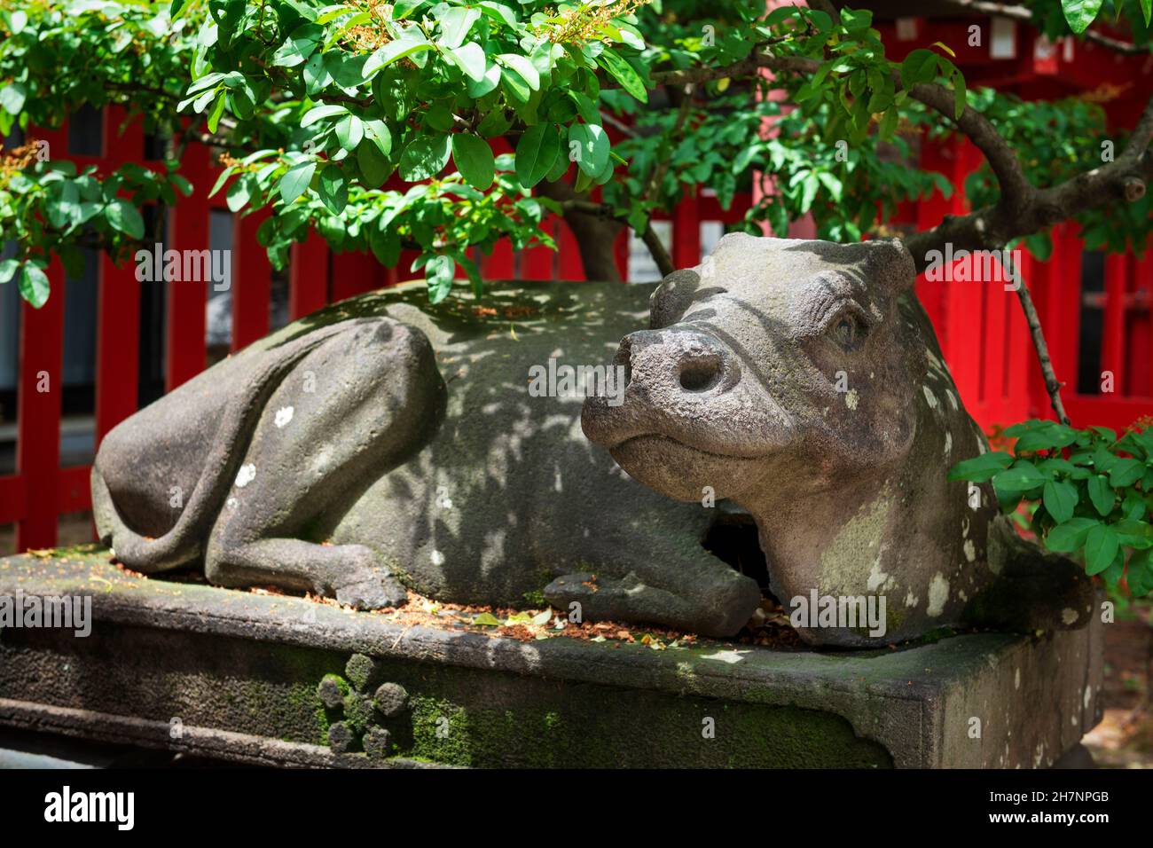 Fukuoka, Japan – May 28, 2019: Cow statue in the ancient Shinto shrine ...