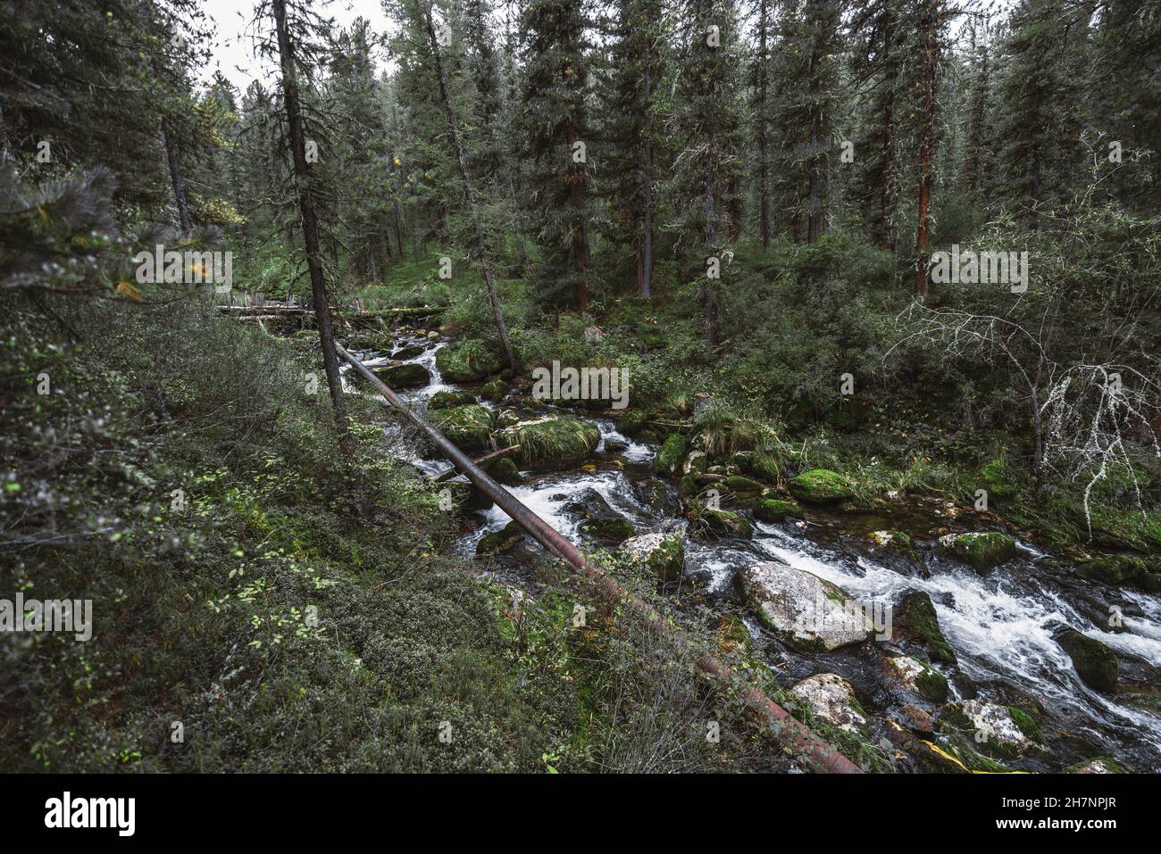 Cedar Trees In Taiga Biome Free Images : Bark, Branches, Cedar,