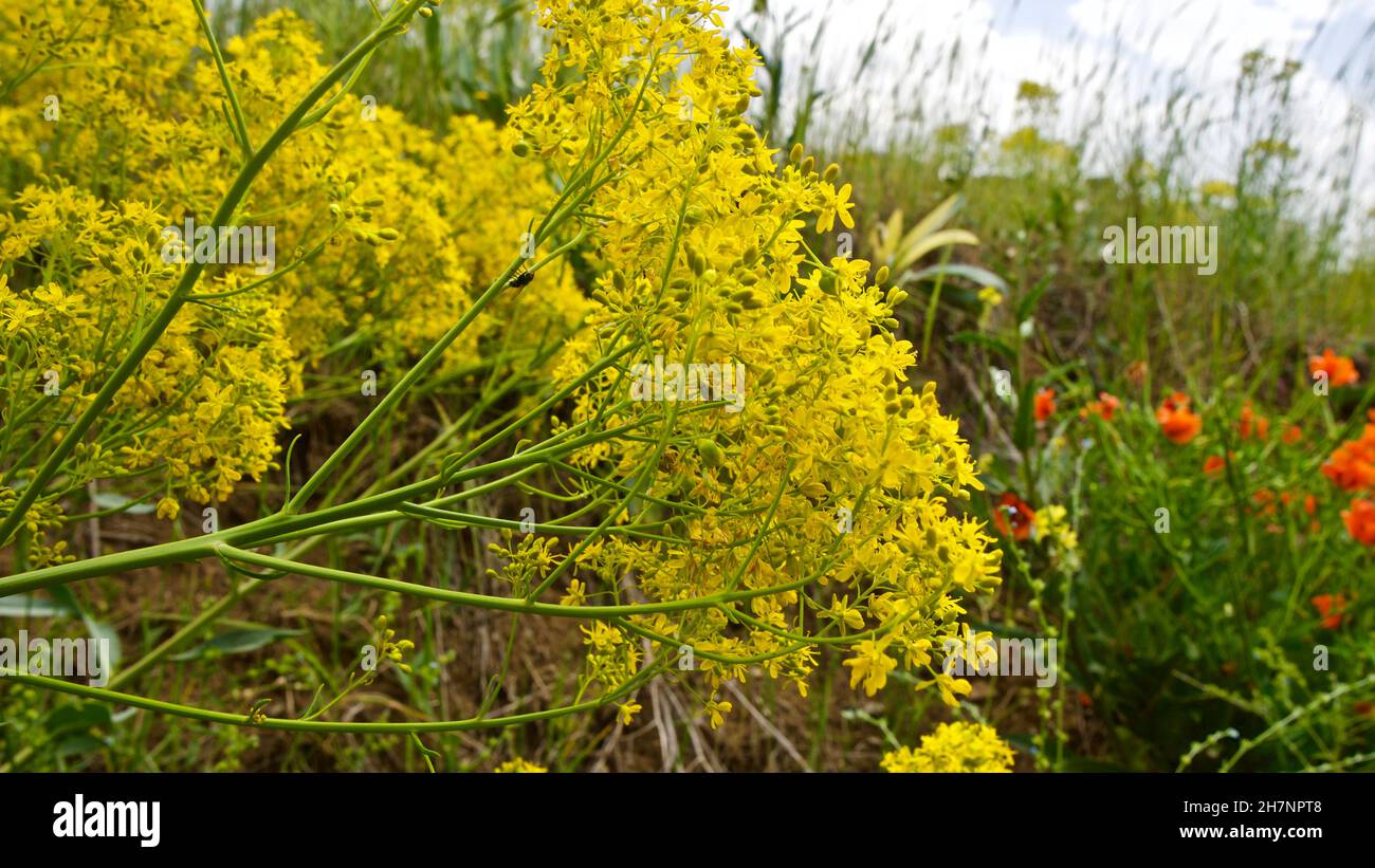 Colorful wild flowers. Green lawns and various kinds of wild flowers ...