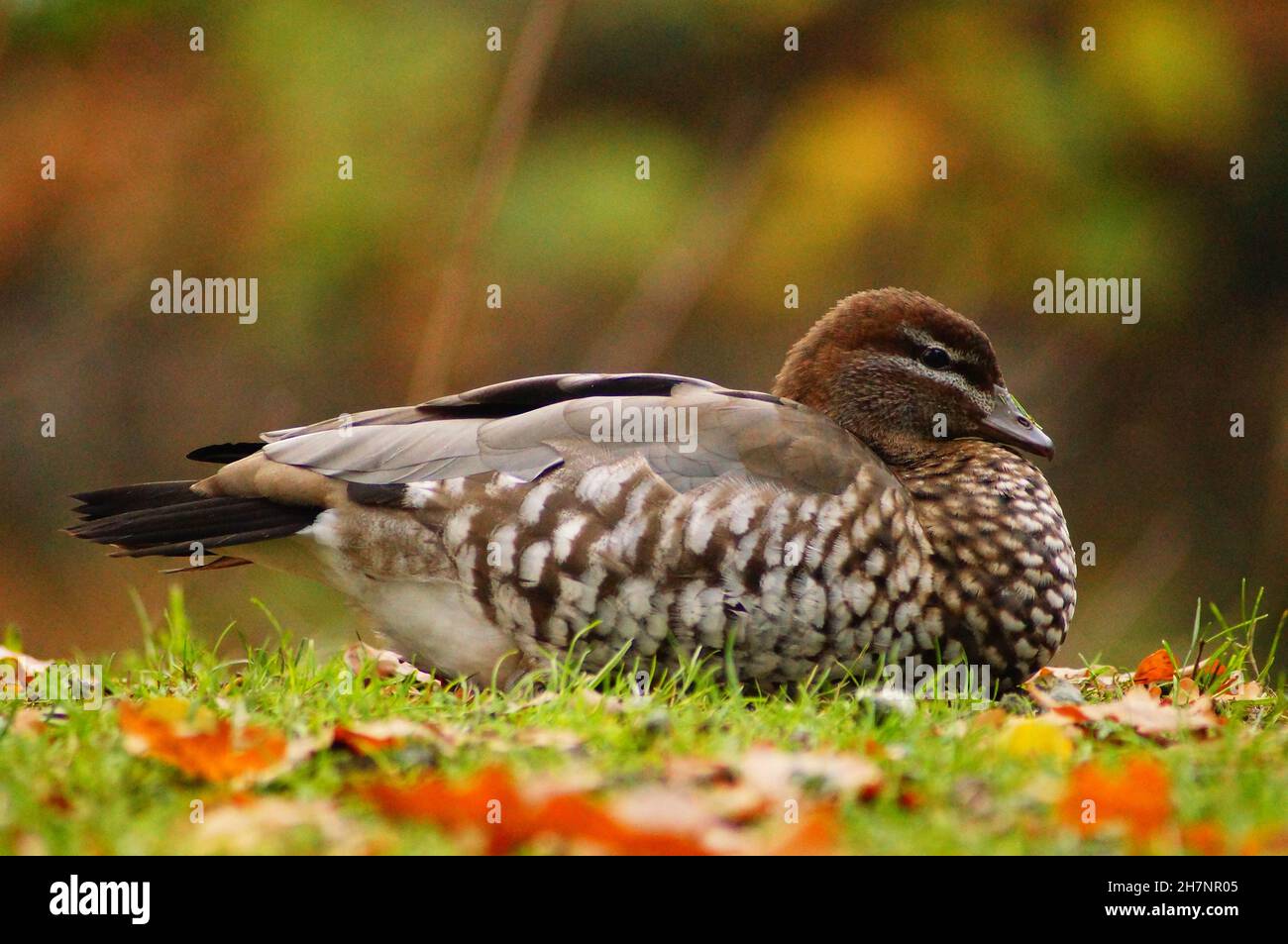 A female Maned Goose in Brentanopark, Frankfurt, Germany Stock Photo ...