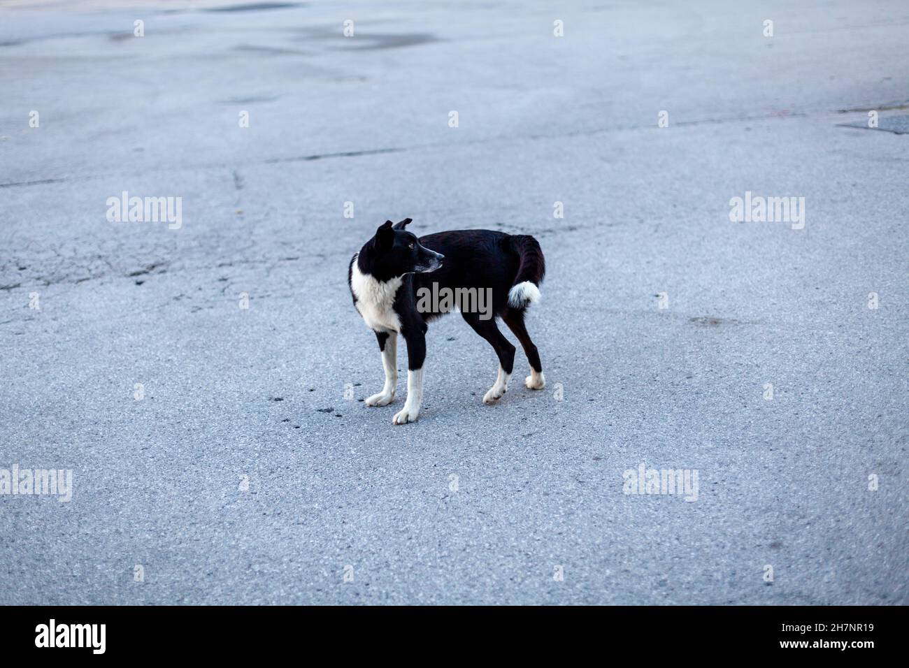 Lost dog to the streets hi-res stock photography and images - Alamy
