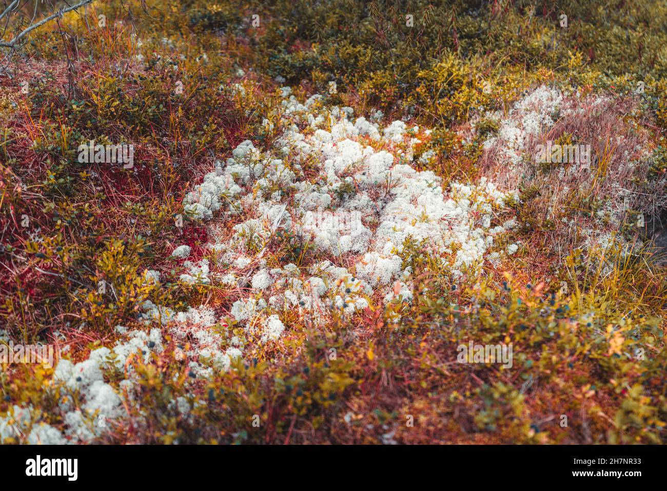 The texture of a ground surface of the deep taiga forest: the thickets ...