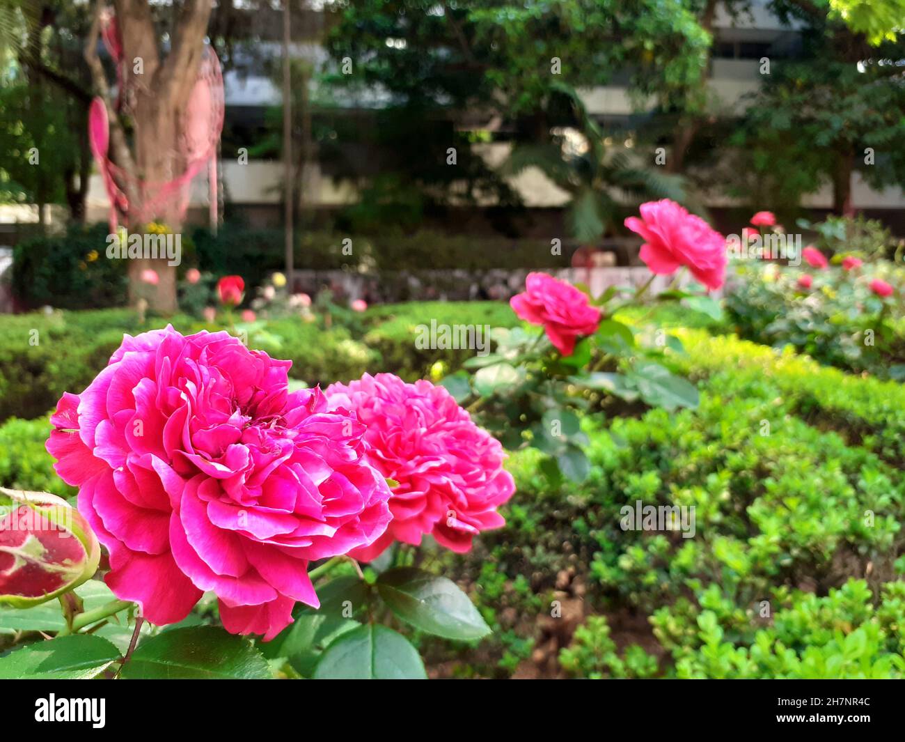 Red Roses, in the garden of Casa das Rosas in São Paulo, Brazil Stock ...