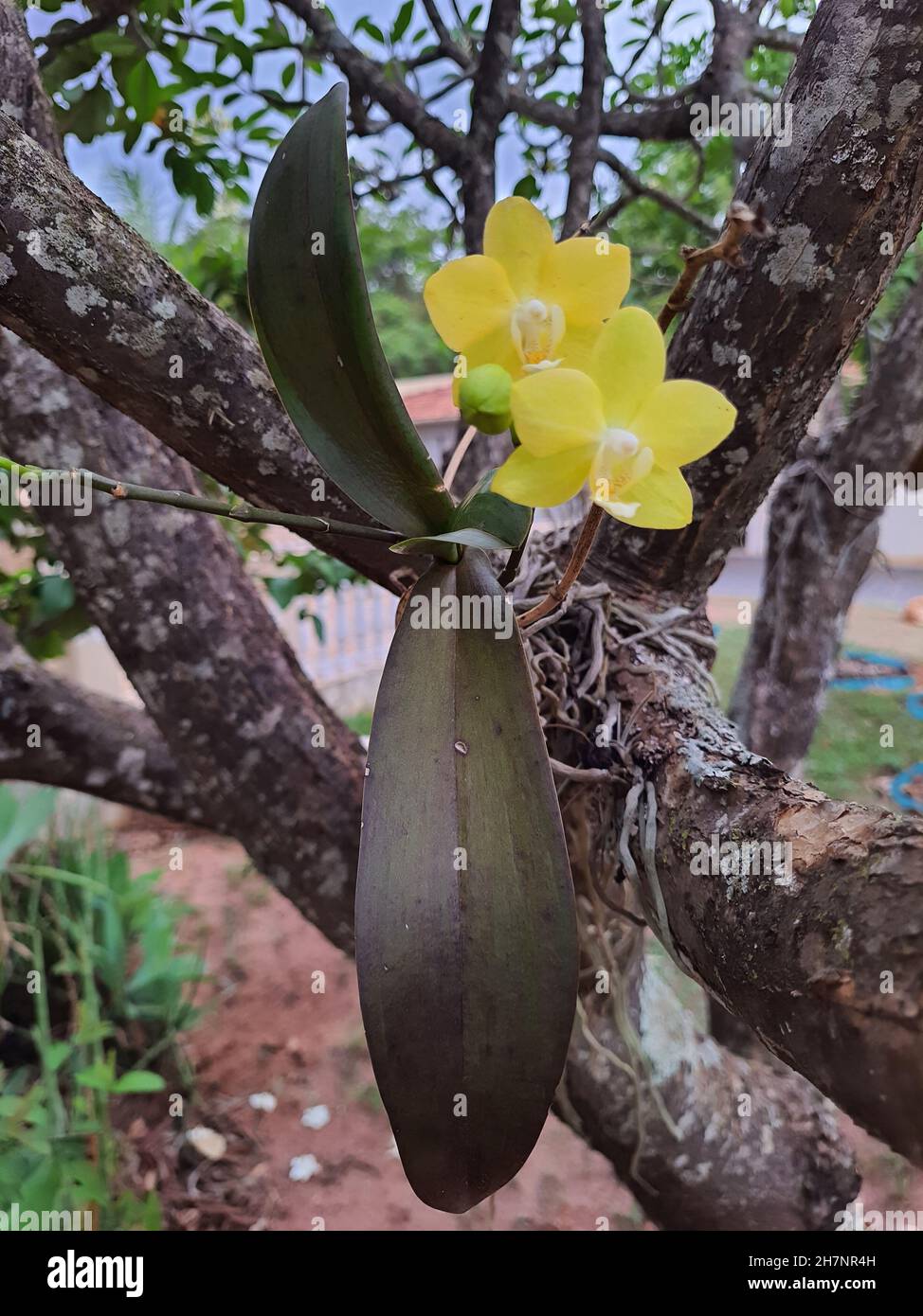 Yellow orchid (Phalaenopsis) planted on a tree in a garden. Blurred ...