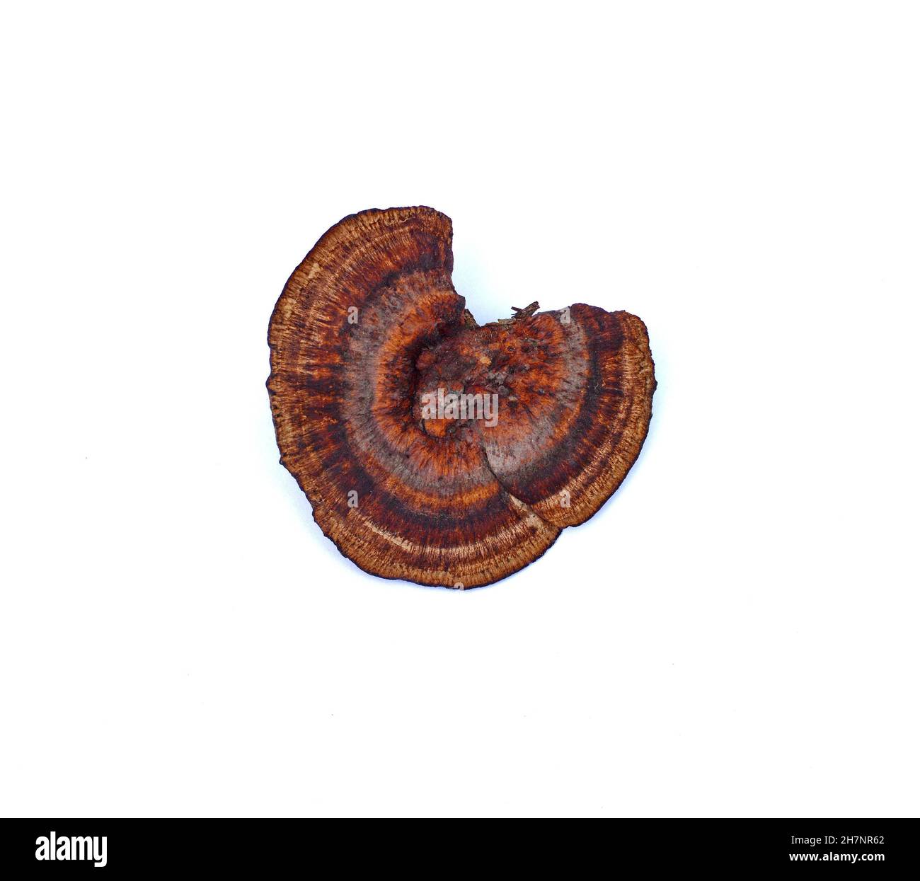 Turkey tail mushroom isolated. Trametes versicolor, also known as ...