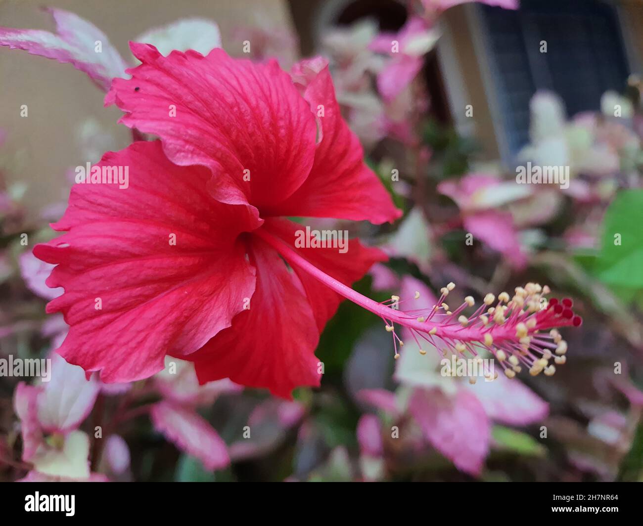 Phylogeny High Resolution Stock Photography and Images - Alamy