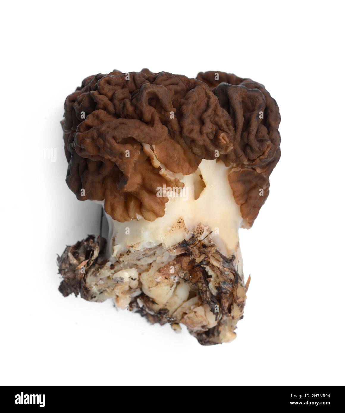 Gyromitra sp. inedible mushroom isolated on white Stock Photo - Alamy