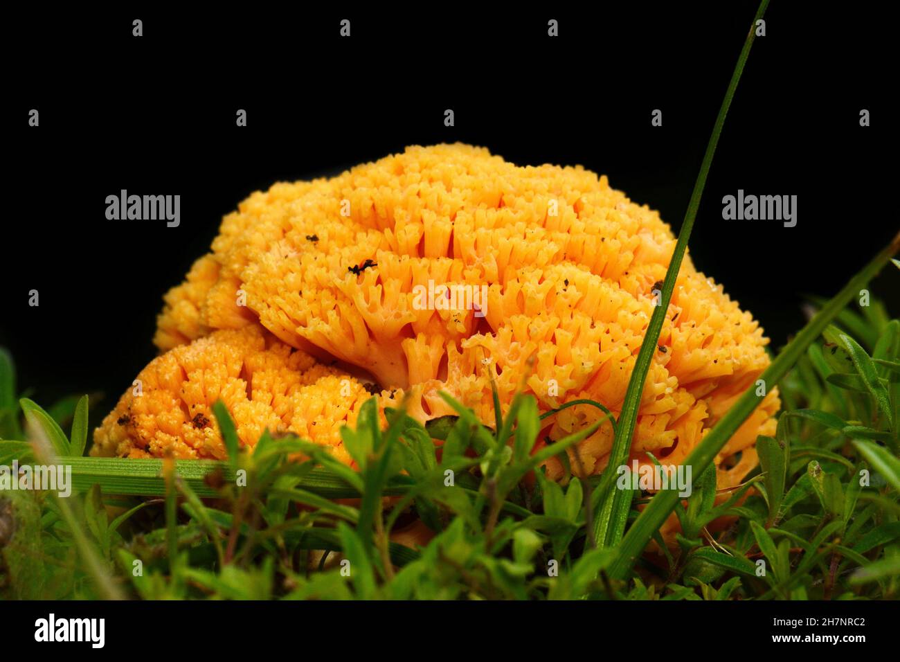 Ramaria Flava growing in the coniferous forest. Yellow coral mushroom ...