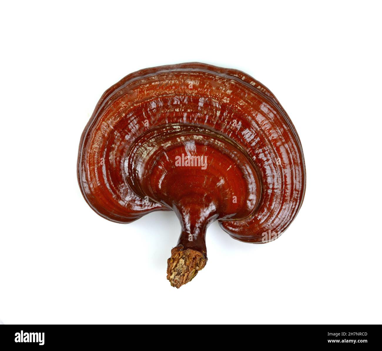 Ganoderma lucidum isolated on white background. Lingzhi mushroom.Also ...